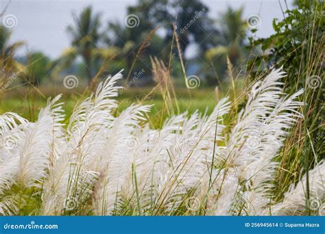White Kash Flower Or Wild Sugarcane Or Kans Grass Swaying In Wind