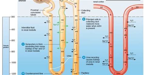 Medicine Urea Recycling And The Medullary Osmotic Gradient
