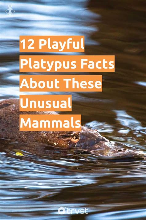 12 Fascinating Platypus Facts