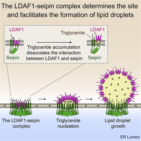 Ldaf1 And Seipin Form A Lipid Droplet Assembly Complex Developmental Cell