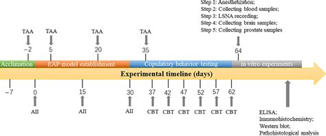 Upregulated Expression Of NMDA Receptor In The Paraventricular Nucleus Shortens Ejaculation