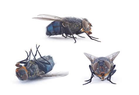 What Can Pest Control Do About Flies · Extermpro