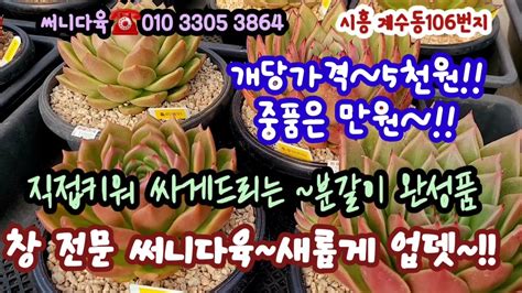 창전문 써니다육 오늘도 새로 업뎃해서 소개 다육전용토에 분갈이 다 한거 그대로 보내드립니다💕발아촉진제최저가💕다육육전용토 판매