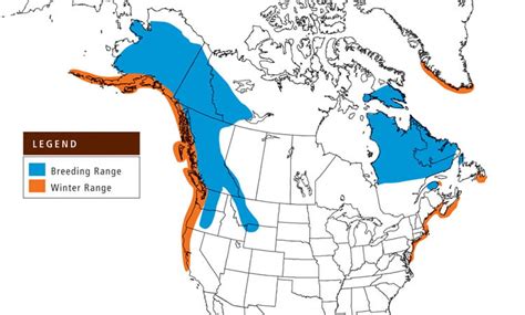 Harlequin Duck Sea Duck Joint Venture