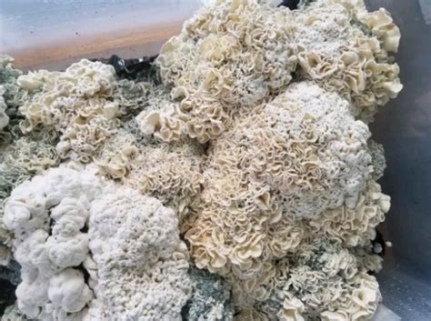 A List Of The Strongest Psilocybe Cubensis Strains Psychedelic Spotlight