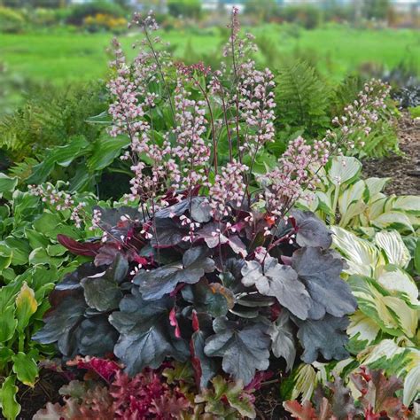 Brazen Raisin™ Coral Bells Van Wilgens Garden Center