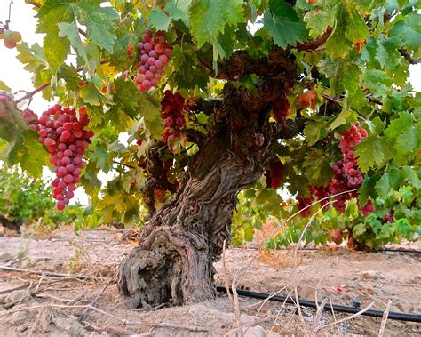 Lodi History Hospitality And Heart Discover California Wines