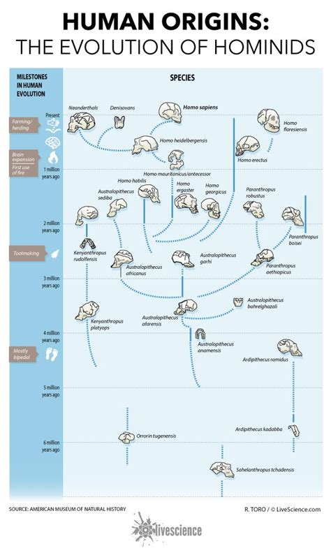 Human Origins How Hominids Evolved Infographic Human Evolution Evolution Biological