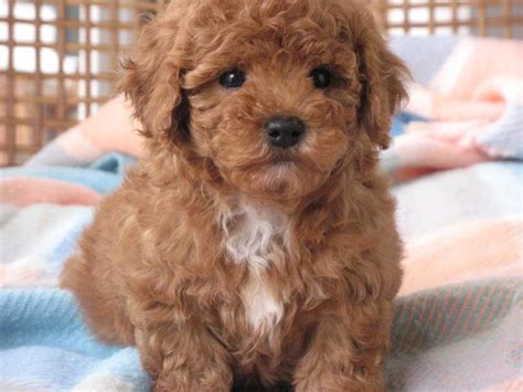 Toy Poodle X Shih Tzu At James Silvers Blog