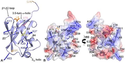 Figure 1 From Ubiquitin And Its Binding Domains Semantic Scholar