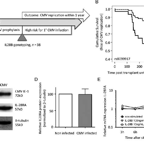 A Study Design Cmv Replication After Stop Of Antiviral Prophylaxis