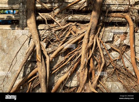 Tree Roots Sneak And Twist Through A Wall Forming An Interesting Texture On Strand Rd In