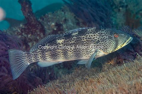 Spotted Sand Bass