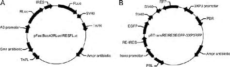 The Plasmids Structure Chart Of Cell Experiment And Transgenic Download Scientific Diagram