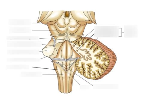 Nmb Block1 9 Diagram Quizlet