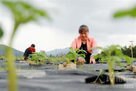 广西桂林：管护马铃薯苗 人民图片网