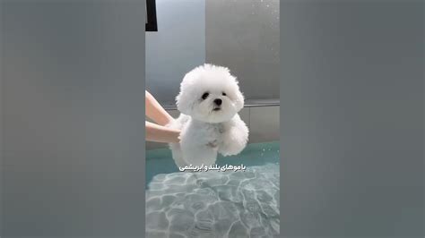 معرفی بامزه ترین سگ های عروسکی دنیا Youtube