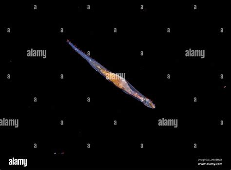 This Predatory Marine Arrow Worm Or Chaetognath Has Consumed A Larval
