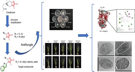 Design Synthesis And Antifungal Activity Of Novel α‐methylene‐γ