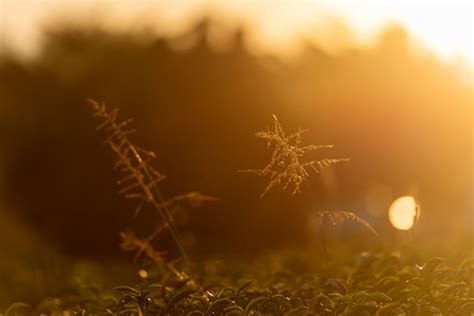 녹차 나무는 유기 농장 햇빛에 동백 Sinensis를 남깁니다 여름 아침에 신선한 젊은 부드러운 새싹 허브 농장 햇빛 녹차 나무 식물 아침에 나무 차 식물 녹색 자연을
