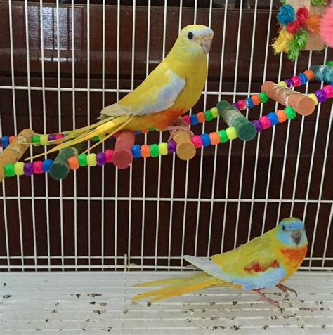 Our Stunning Turquoisne Grasskeets Old Southern Aviary
