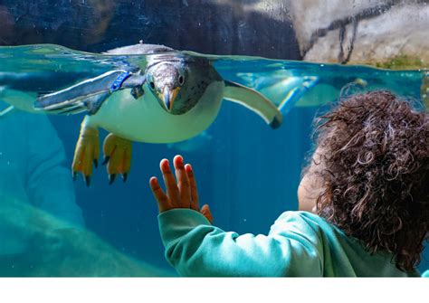 Événements Pairi Daiza