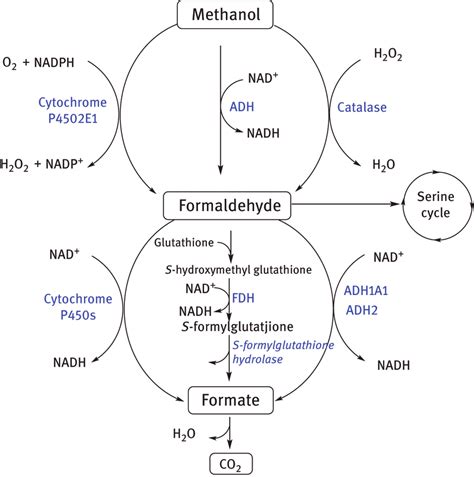 Formaldehyde Production And Metabolism Overview Of The Pathways To Download Scientific Diagram