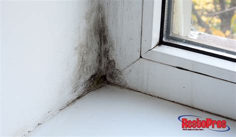 What S That Smell How To Tell If You Have Mold RestoPros