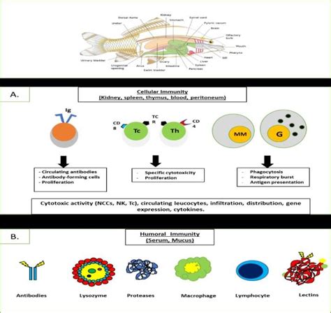 Immune Cells Represent Cellular And Humoral Immunity In Fish Download