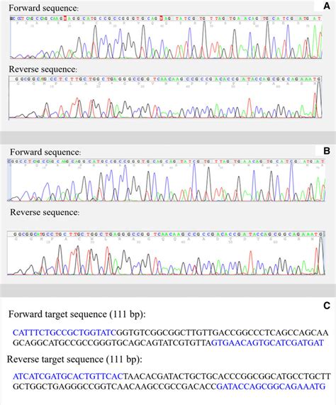 Dna Sequencing Of Environmental Mycobacterium Leprae Pcr Products A Download Scientific