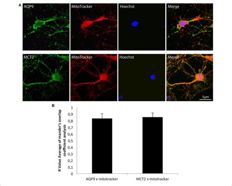 Immunofluorescent Localization Of Aqp9 And Mct2 In Mitochondria Of
