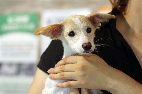 부산 2018 0297 믹스견 미라 책임분양 강아지무료분양 고양이무료분양 도그마루 보호소 유기견 강아지입양 유기견입양 고양이입양 유기견무료분양 유기묘보호소 강아지