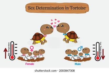 Sex Determination Tortoise Sex Reptiles Determine Stock Vector Royalty Free