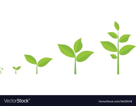 Tree Growth Diagram With Green Leaf Nature Plant Vector Illustration In Flat Style Download A