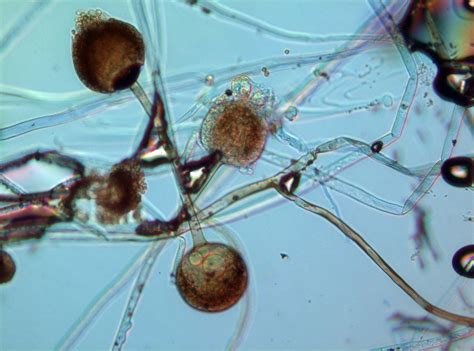 Presse Informationen Zu Schimmel Schimmelpilz