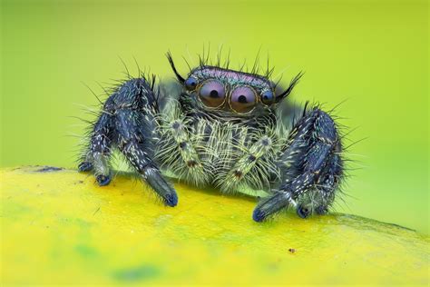 Meet The Jumping Spider The Worlds Most Adorable Arachnid Discover