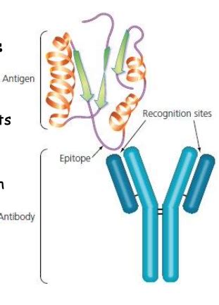 Lecture Virology Flashcards Quizlet