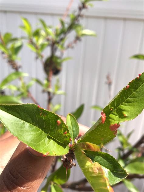 Nectarine Tree Disease