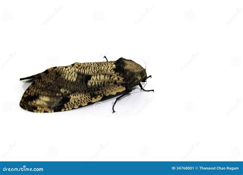 Moth Stock Image Image Of Background Hawkmoth Garden 34768001