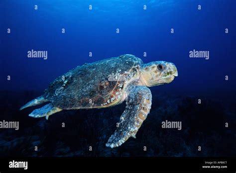 Loggerhead Turtle Habitat