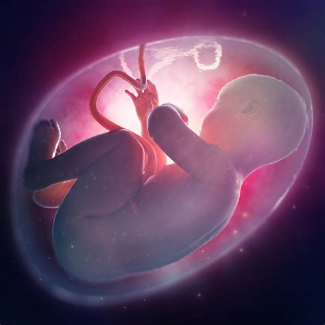 Umbilical Cord Falling Off Stages Umbilical Cord Help Pic Included