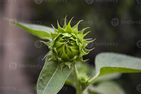 Green Sunflower Buds In The Garden With Blurry Background 21867157