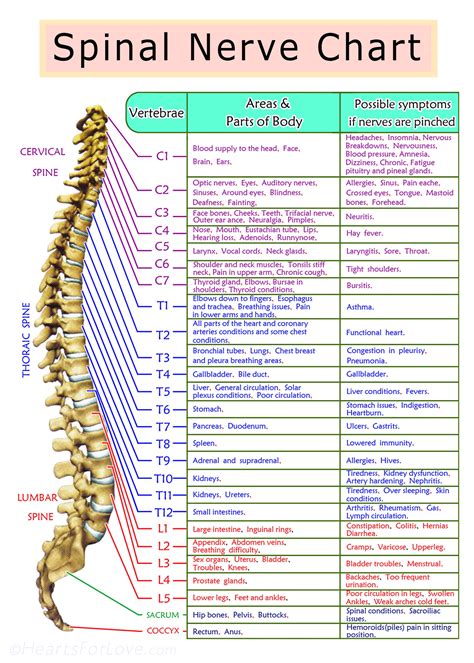 Chart Of The Spinal Nerve Print X Etsy