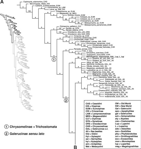 Ac Results Of An Equally Weighted Parsimony Analysis Of The Combined Download Scientific