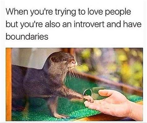 The 23 Funniest Otter Memes Ranked