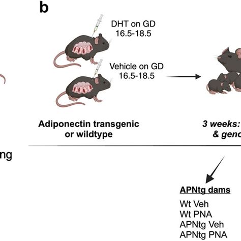 A Schematic Representation Of The Breeding Scheme Generating Wildtype Download Scientific