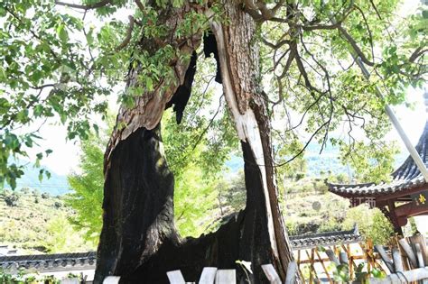 婺源树坚强身体被掏空仍枝繁叶茂图凤凰网江西 凤凰网