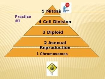 Cell Reproduction Pyramid Review Game By Mike Lies Biology Resources