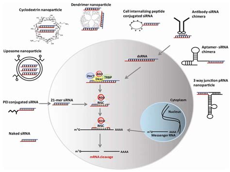 How Does Sirna Function In Response To Viral Infection