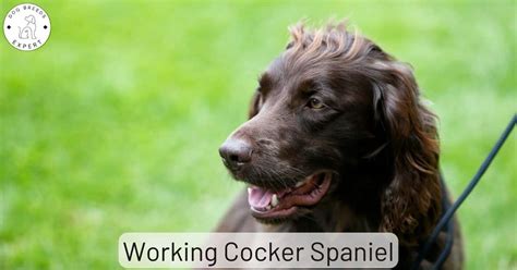 The Working Cocker Spaniel Always Happy And Energetic